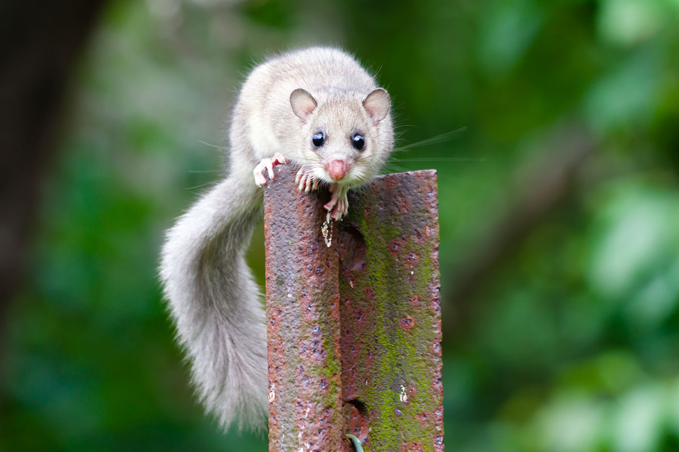 Ghiri, conoscerli per prevenire l’infestazione - BITIS DISINFESTAZIONI SA