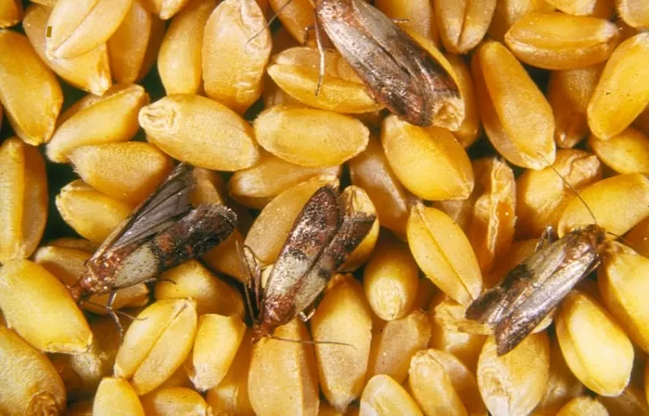 Le tarme alimentari in cucina, prevenzione e convivenza - BITIS ...