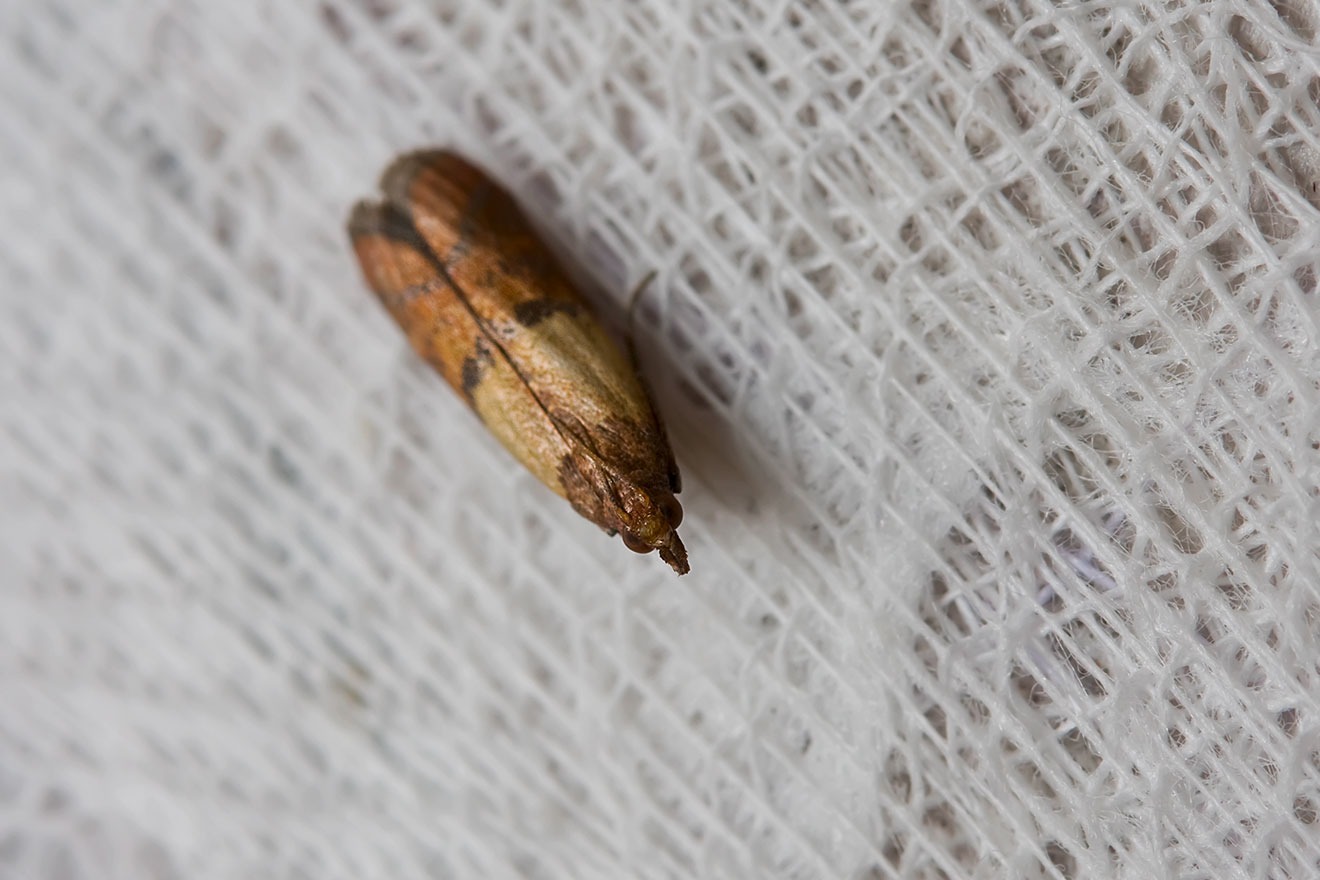 Tarme alimentari: come difendere le nostre scorte - BITIS ...