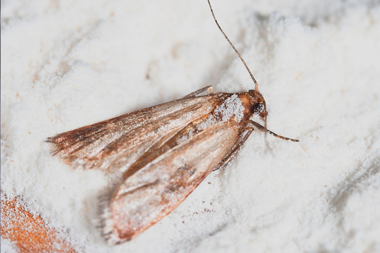 Tarme alimentari: come difendere le nostre scorte di cibo - BITIS ...