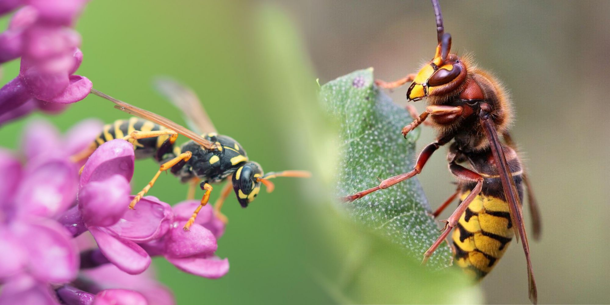 Vespe e Calabroni: Ciclo Vitale e Prevenzione - BITIS DISINFESTAZIONI SA